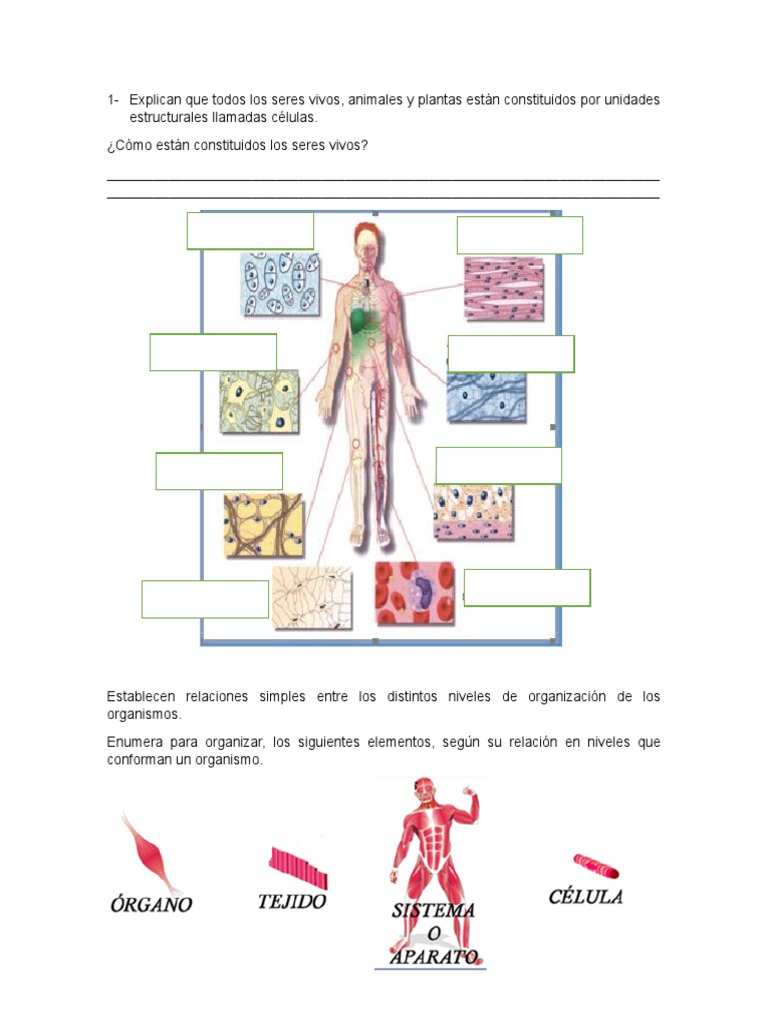 Guía de Reforzamiento Unidad II Cuerpo y Sistemas | PDF | Digestión ...