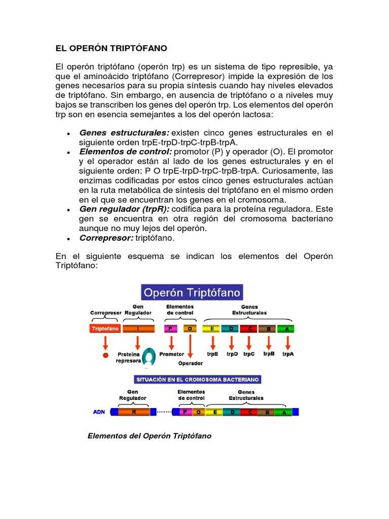 El Operón Triptófano. Ever | Operón | Traducción (biología)