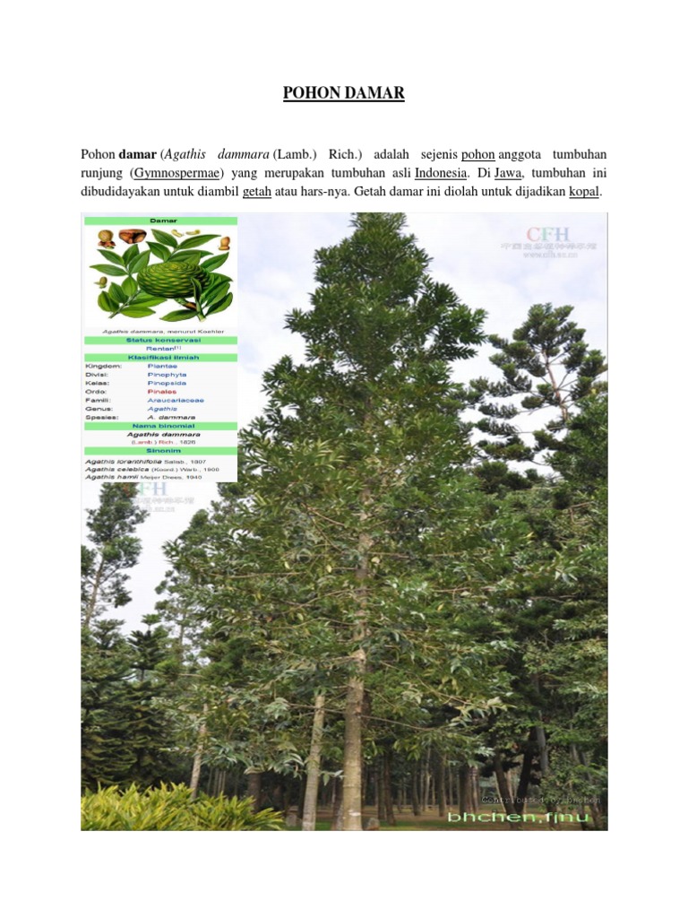 Pohon Damar | PDF