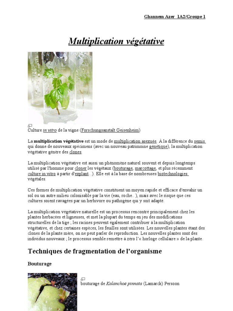 Multiplication Végétative | PDF | Greffe (botanique) | Organismes