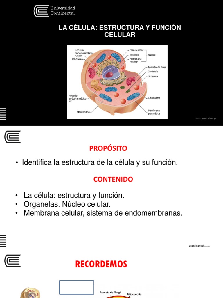 Semana 06 - Estructura y Funcion Celular | PDF | Citoplasma | Biología ...
