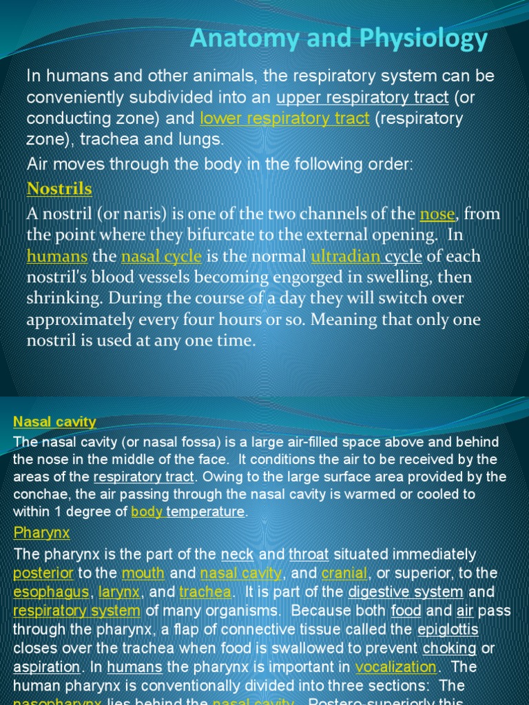 Anatomy and Physiology Power Point | PDF | Lung | Respiratory Tract