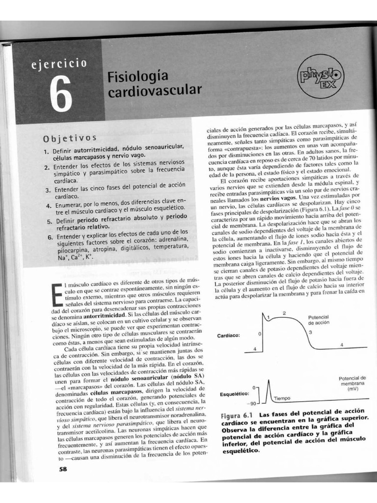 Efectos de Estímulos en la Frecuencia Cardíaca | PDF | Corazón | Calcio