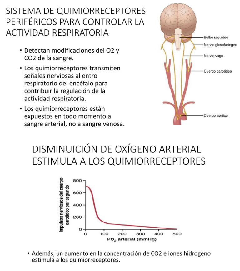 Sistema de Quimiorreceptores Periféricos Para Controlar La Actividad