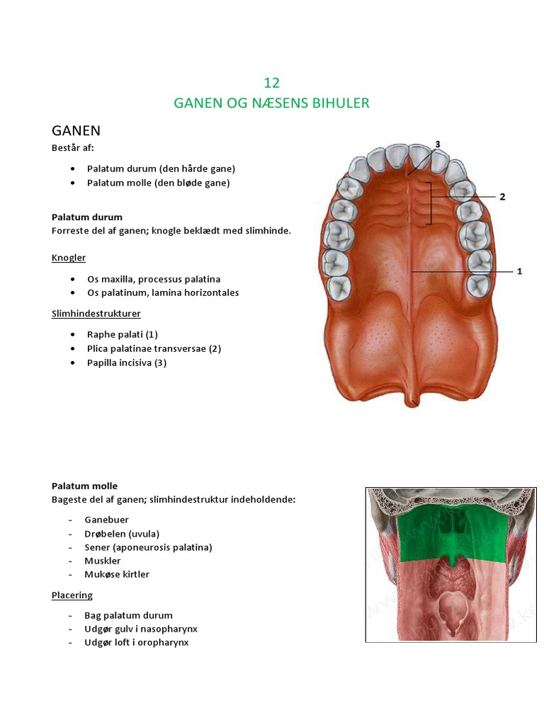 Ganen Og Næsens Bihuler (NY PRINT 17-12) | PDF