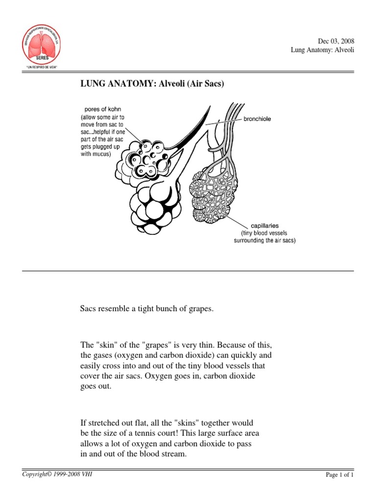 LUNG ANATOMY: Alveoli (Air Sacs) | PDF | Social Science | Art
