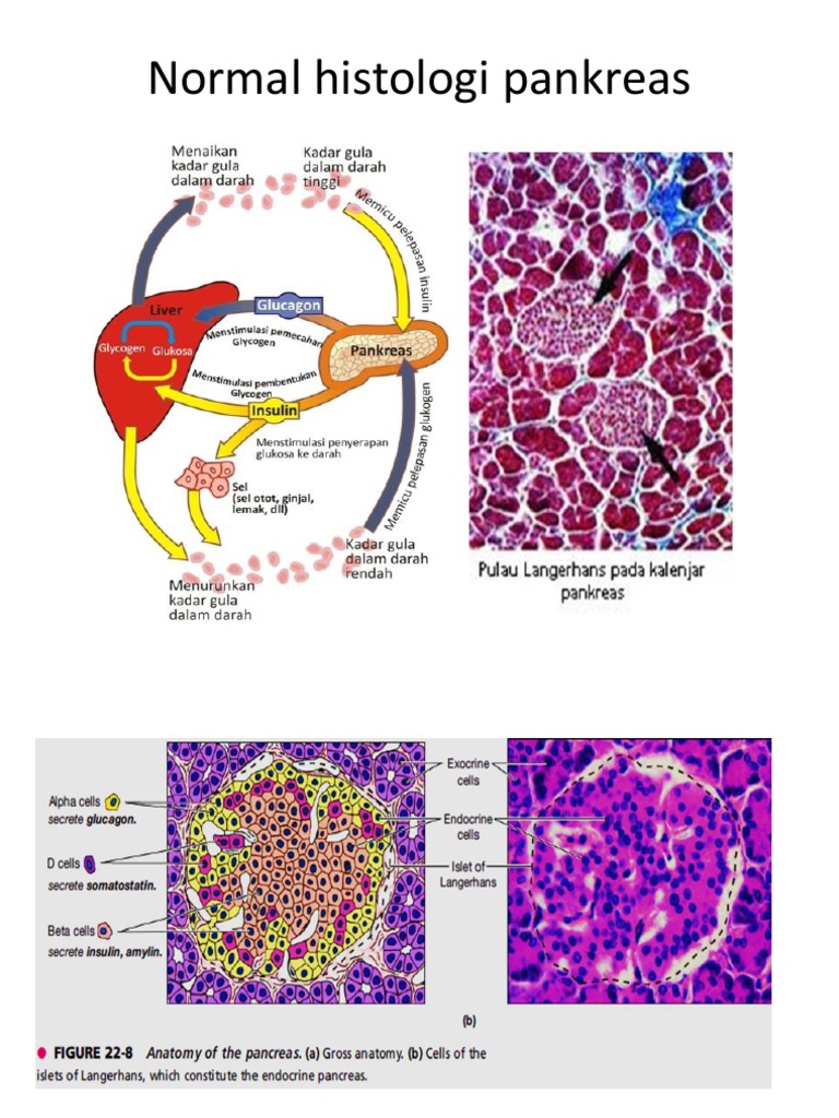 Normal Histologi Pankreas | PDF