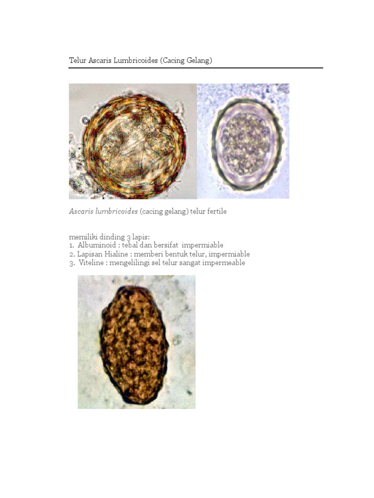 Telur Cacing | PDF