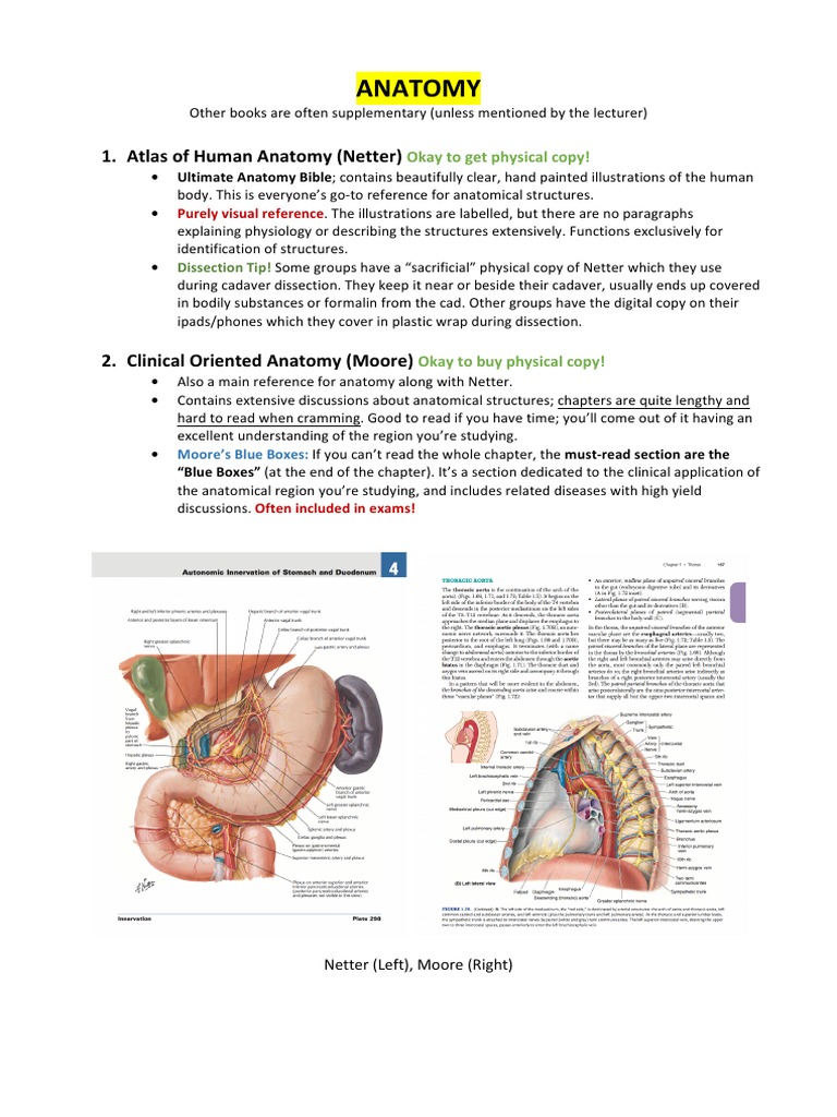 Anatomy: 1. Atlas of Human Anatomy (Netter) | PDF | Cadaver | Physical ...