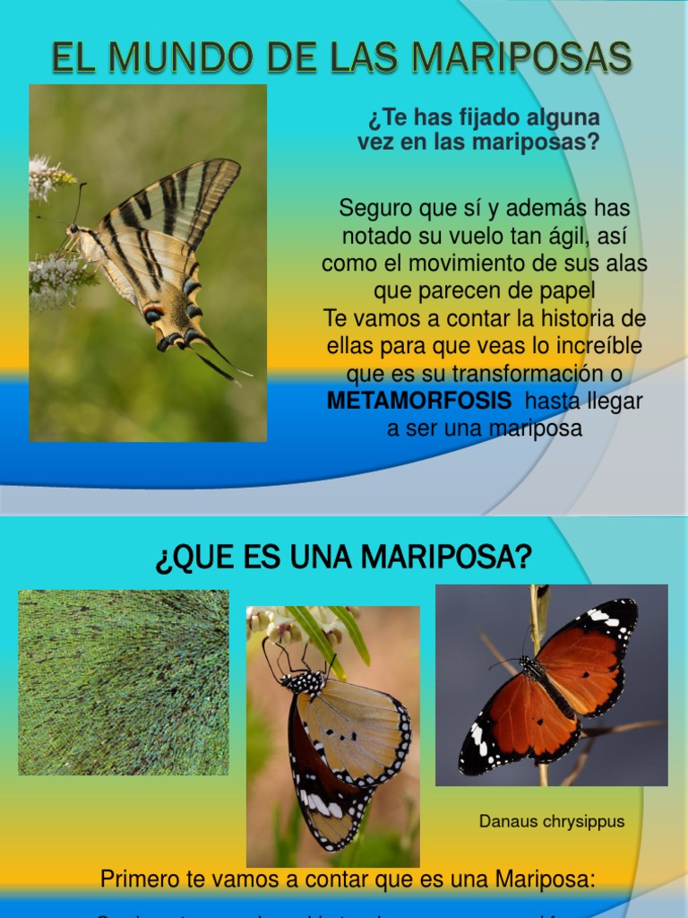 el_mundo_de_las_mariposas.pdf | Lepidópteros | Insectos | Prueba ...