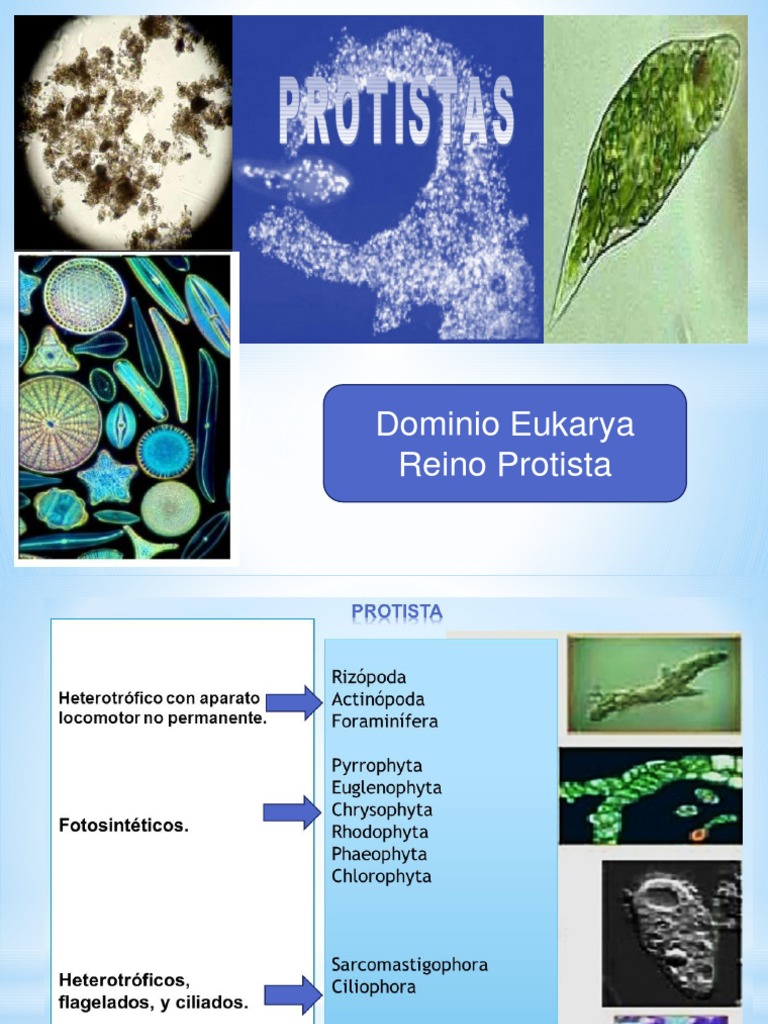 Características y Clasificación de Protistas | PDF | Algas | Eucariotas