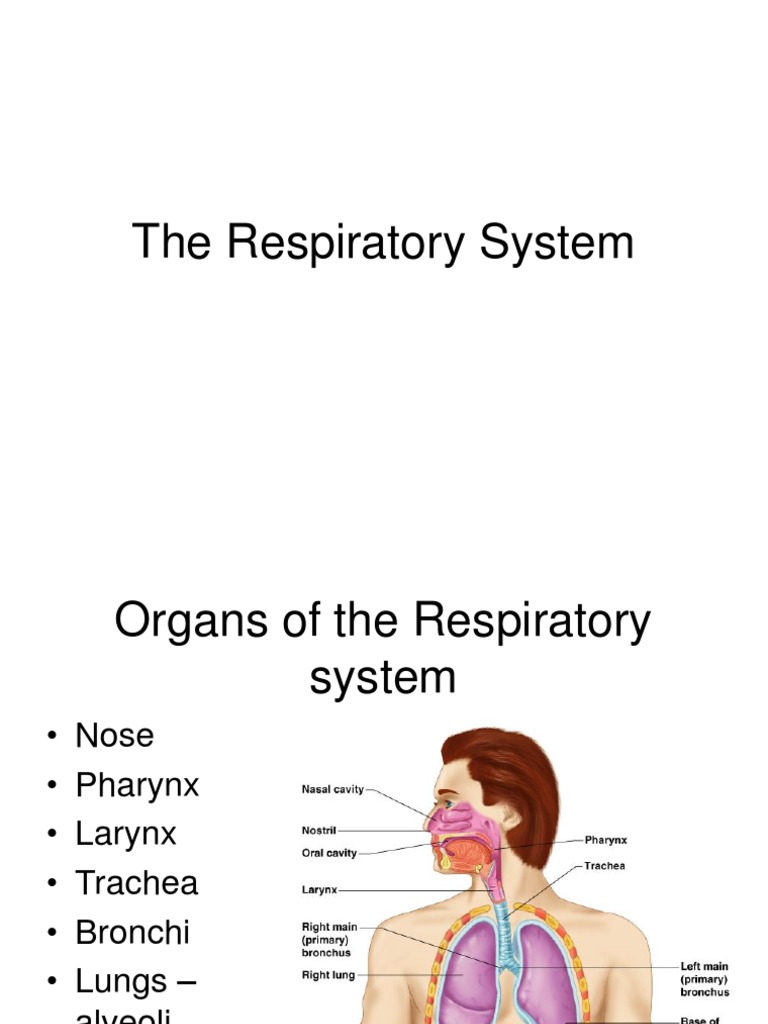 CH 13 - Respiratory System | Download Free PDF | Exhalation ...