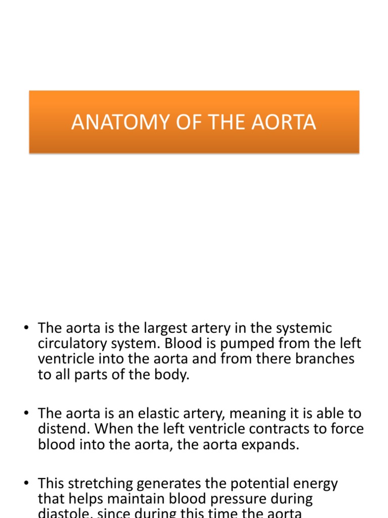 Anatomy of The Aorta | Download Free PDF | Aorta | Angiology