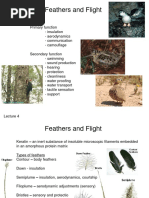 Apologia Flying Creatures CH 3 | PDF | Feather | Dinosauriforms