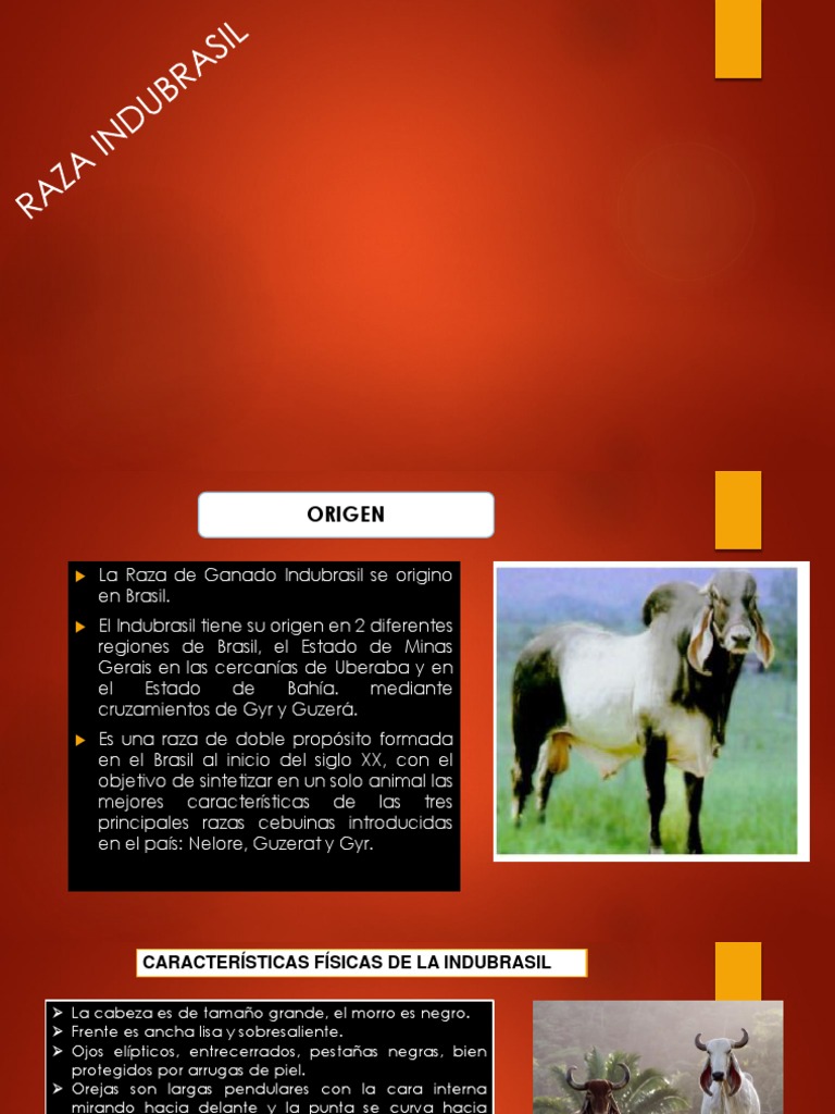 Raza Indubrasil | Vacas | Naturaleza
