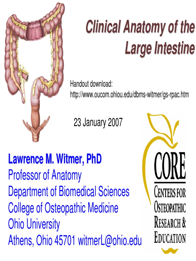 Clinical Anatomy of The Large Intestine | PDF | Large Intestine ...