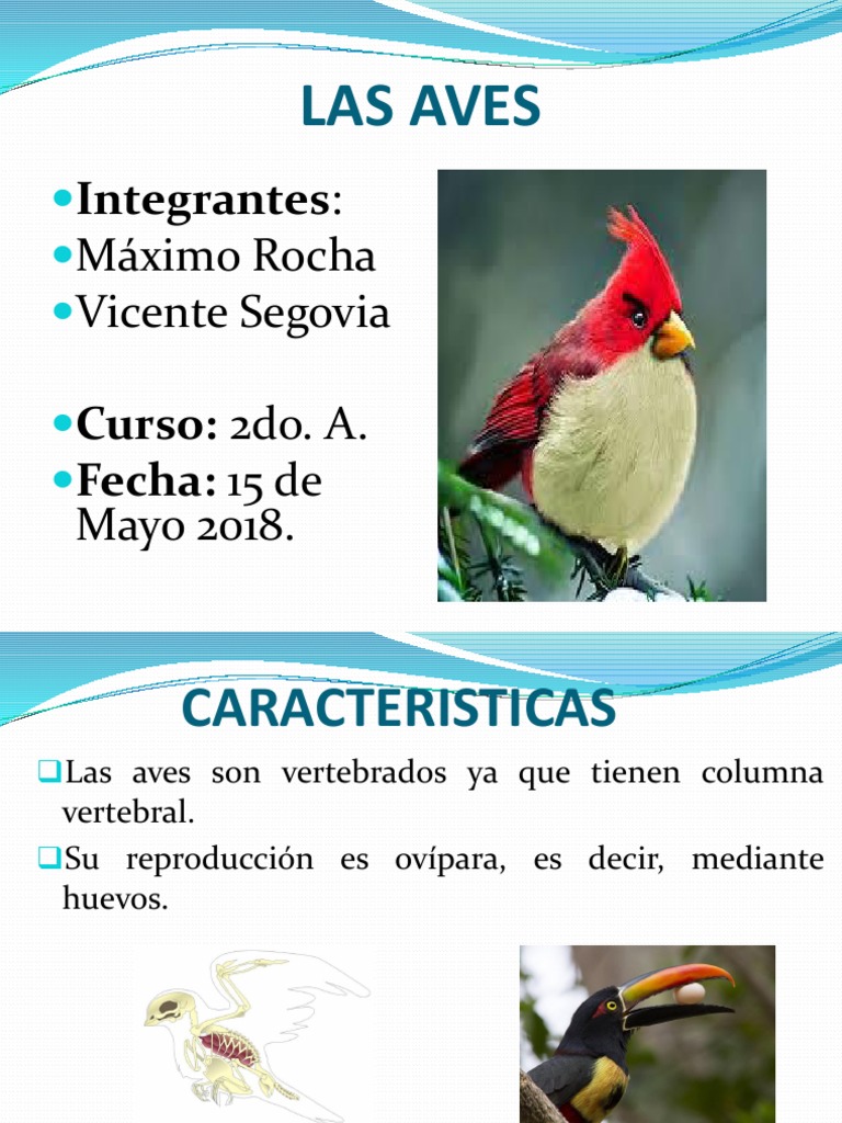 Presentación de Las Aves | PDF | Hogar, jardinería y bricolaje