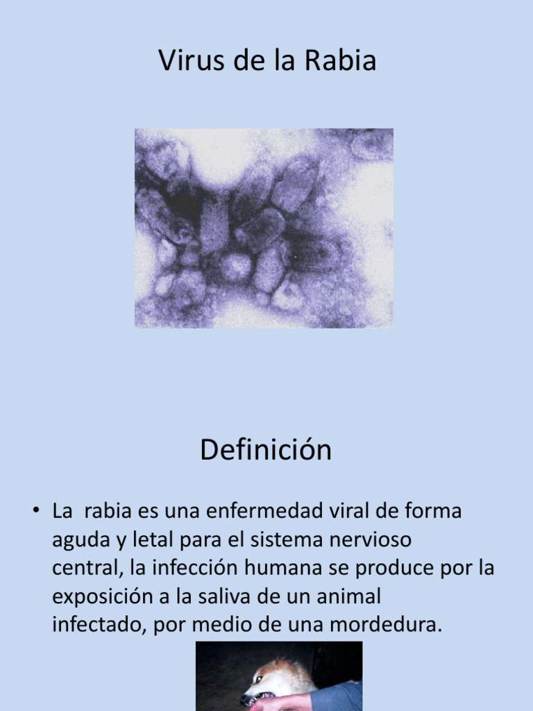 Virus de La Rabia | Rabia | Virus