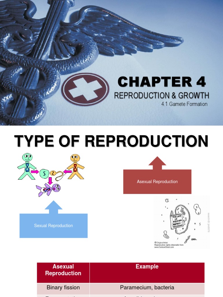 Reproduction & Growth: 4.1 Gamete Formation | PDF | Sexual Reproduction ...