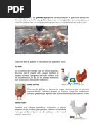 Origen e historia del pollo doméstico | PDF | Pollo | Aves