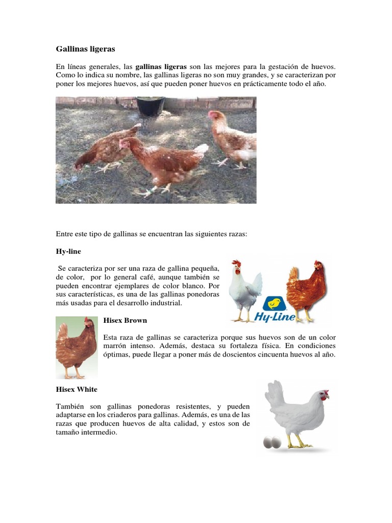 Nombres De Las Mejores Gallinas Para Ponedoras Conoce Los Beneficios