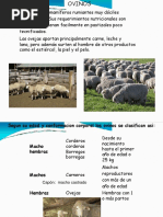 Ciclo de Vida de La Vaca | PDF | Vacas | Leche