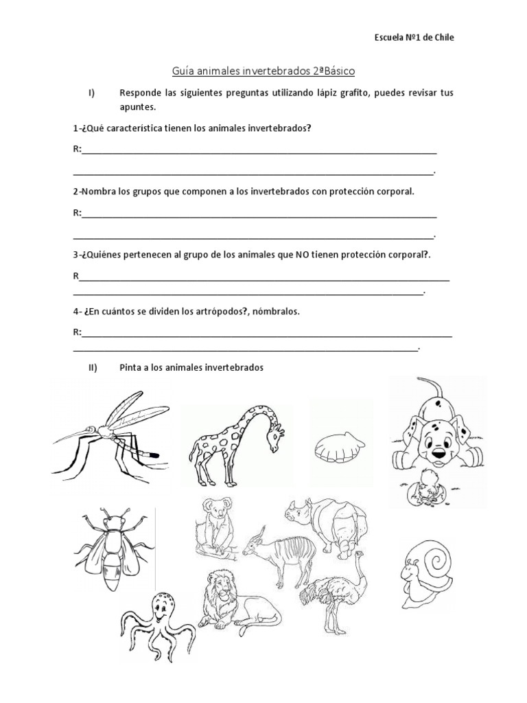 Guía Animales Invertebrados | PDF | Invertebrado | Organismos