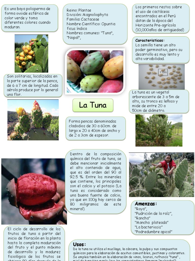 Características y usos de la tuna | PDF | Horticultura y jardinería ...