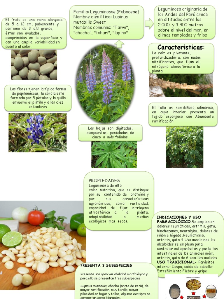 El Chocho (Tauri) | Plantas | Horticultura y jardinería