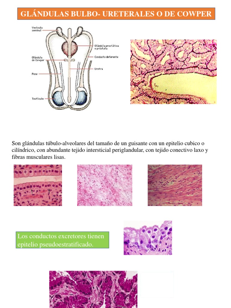 Histología De La Glándula De Cowper