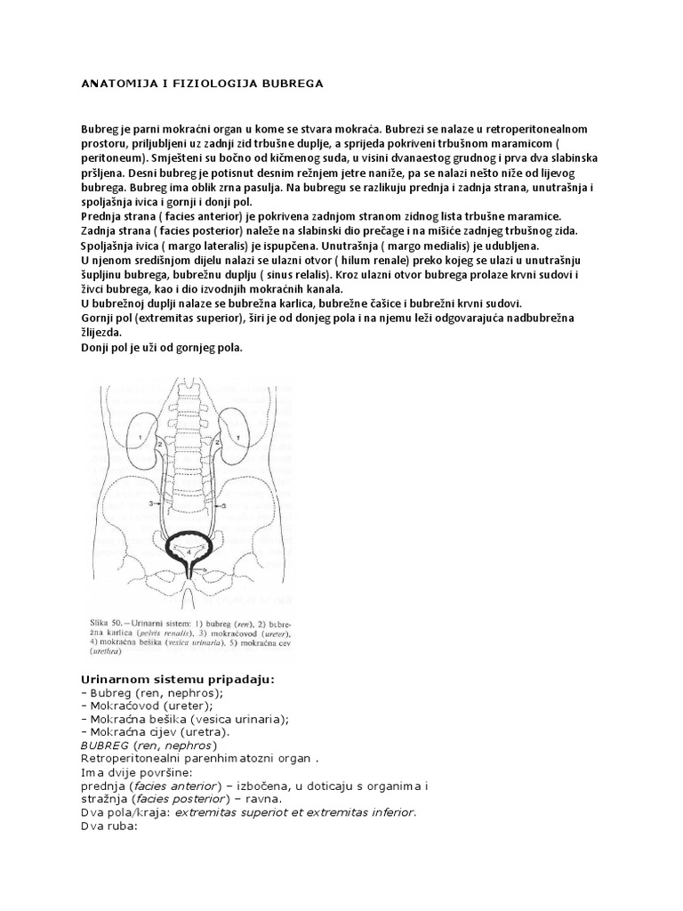 Bubrezi Anatomija, Fiziologija | PDF