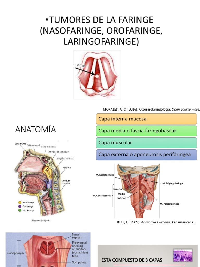 Hipofaringe | PDF | Especialidades Medicas | Neoplasias