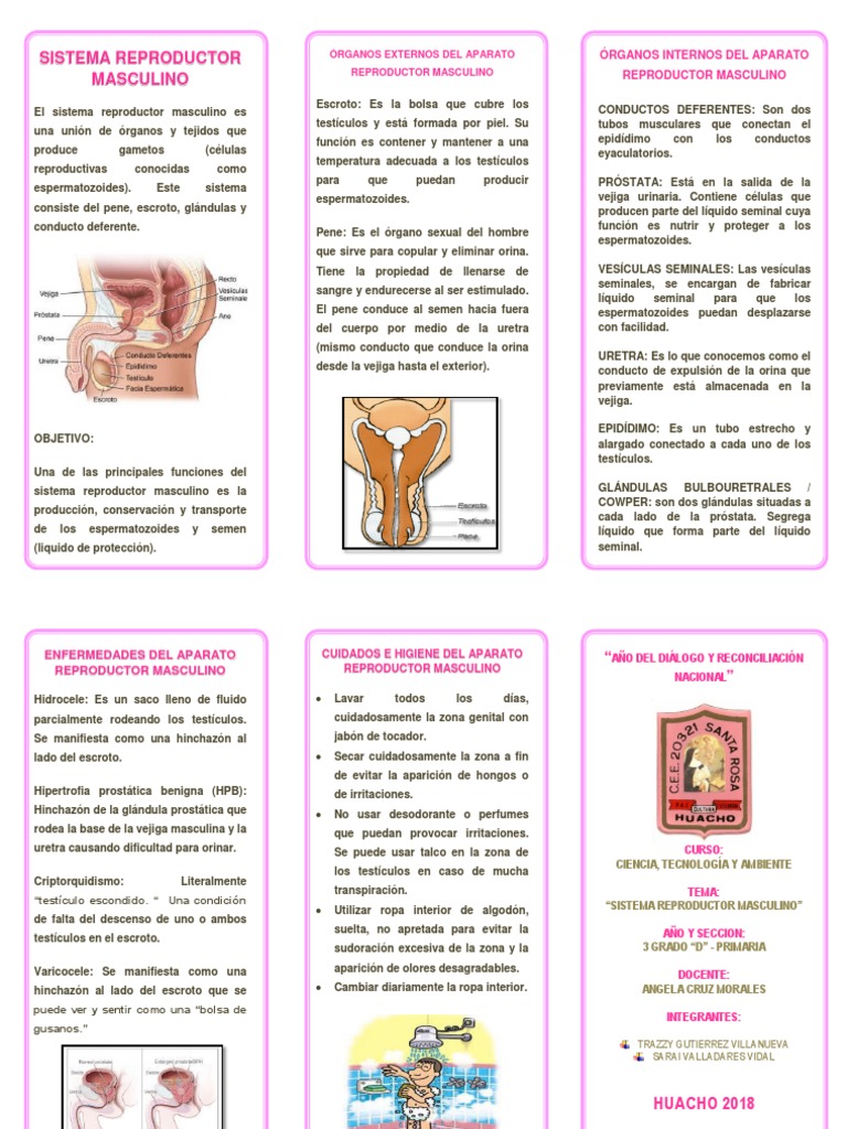 Triptico Reproductor Masculino | PDF | Sistema reproductivo | Sistema genitourinario