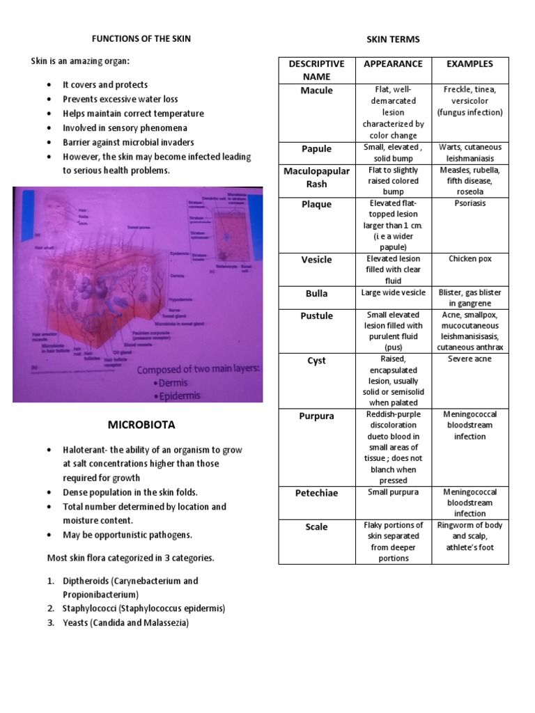 Functions of The Skin | PDF | Skin | Organ (Anatomy)
