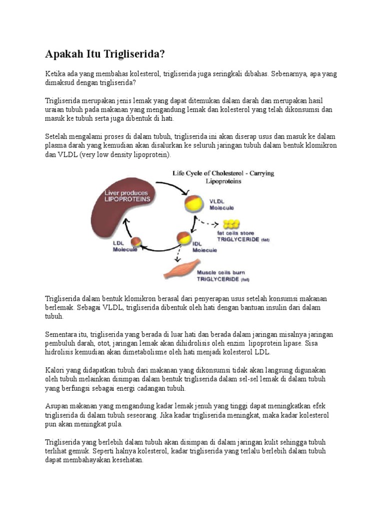 Pengertian dan Fungsi Trigliserida | PDF | Kesehatan Holistik