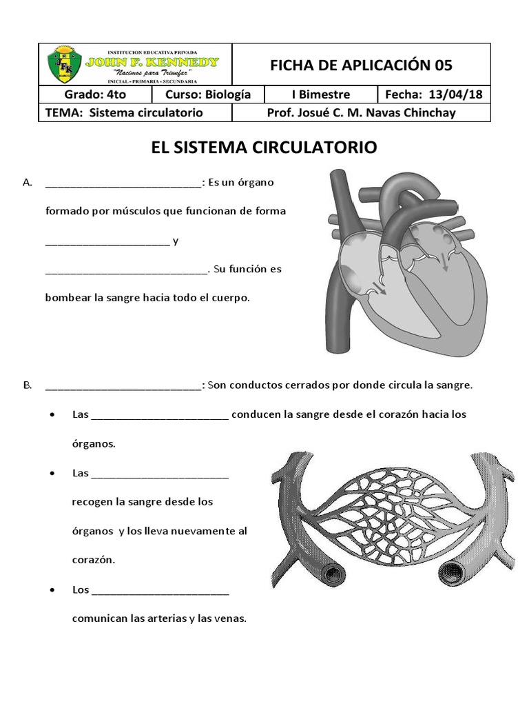 Ficha de Aplicación - Sistema Circulatorio y Excretor - 4to Grado | Sistema urinario | Sangre