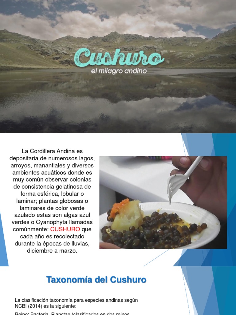 Cushuro | PDF | Comida y bebida | Alimentos