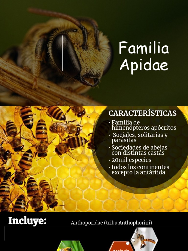Apidae PDF | PDF