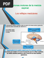 Motoneuronas Alfa y Gamma: Funciones y Características | PDF | Neurona ...