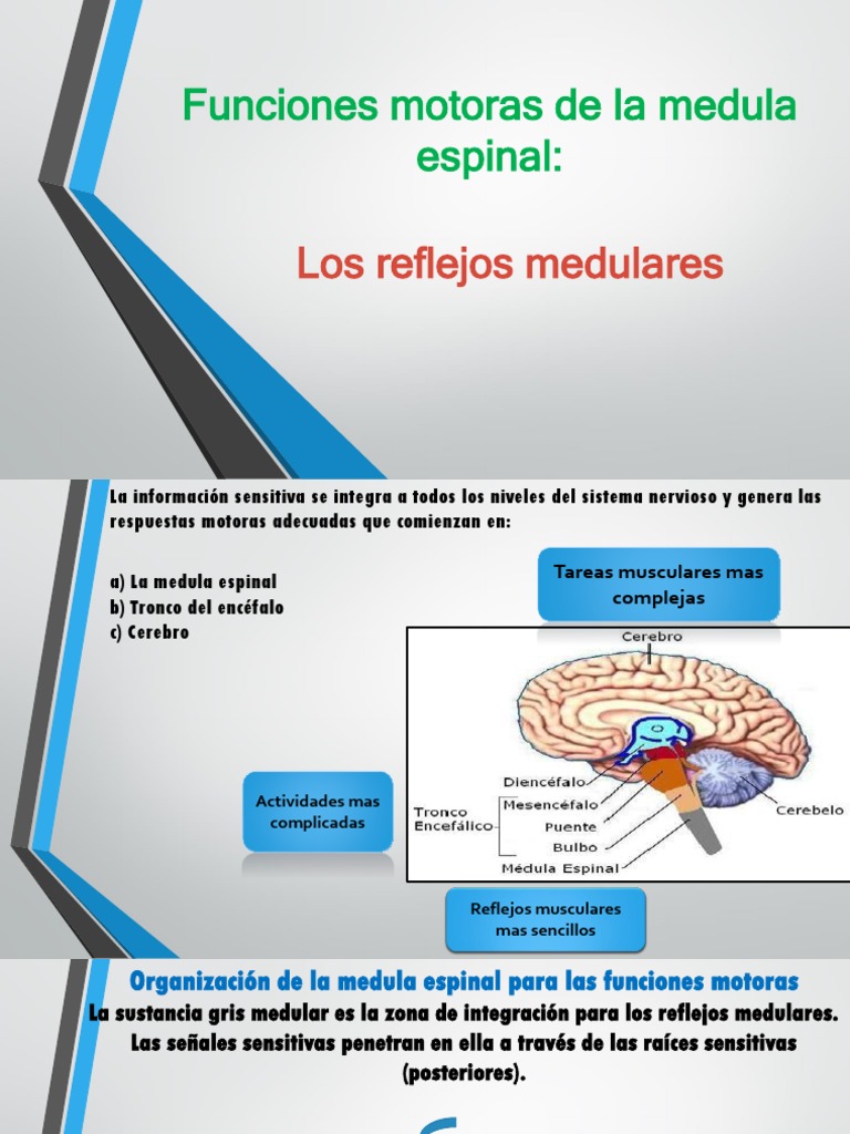 Funciones Motoras de La Medula Espinal | PDF | Materia gris | Médula espinal