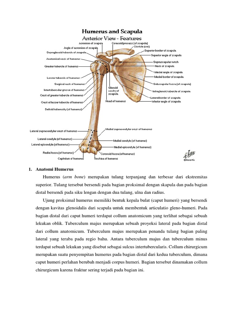 Anatomi Humerus | PDF