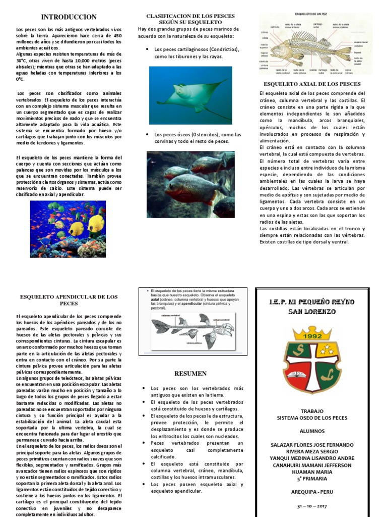 Esqueleto de los Peces: Estructura y Función | PDF | Esqueleto | Pescado