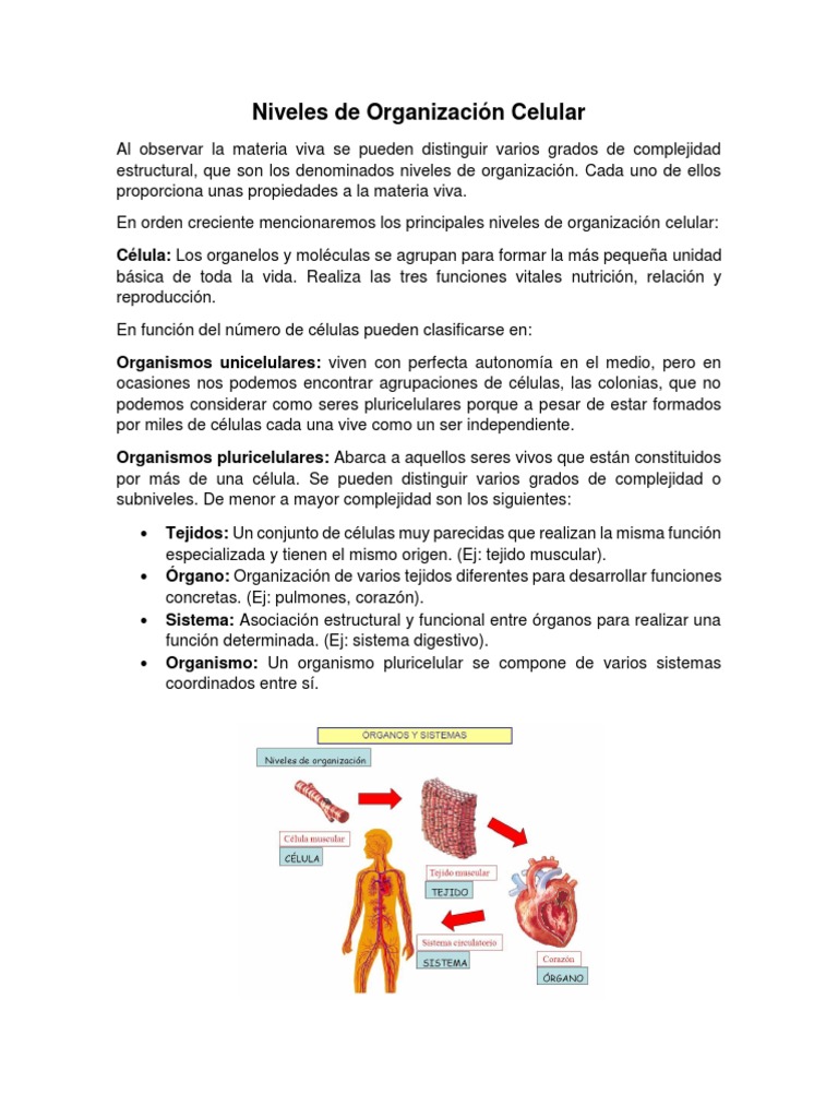 Niveles de Organización Celular | PDF