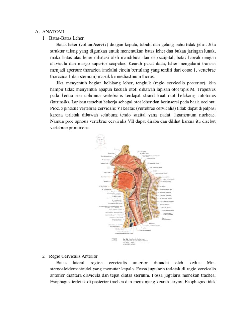Topografi dan Anatomi Leher Manusia | PDF