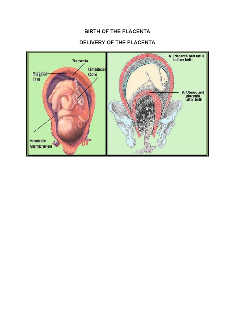 Birth of The Placenta | PDF | Childbirth | Uterus