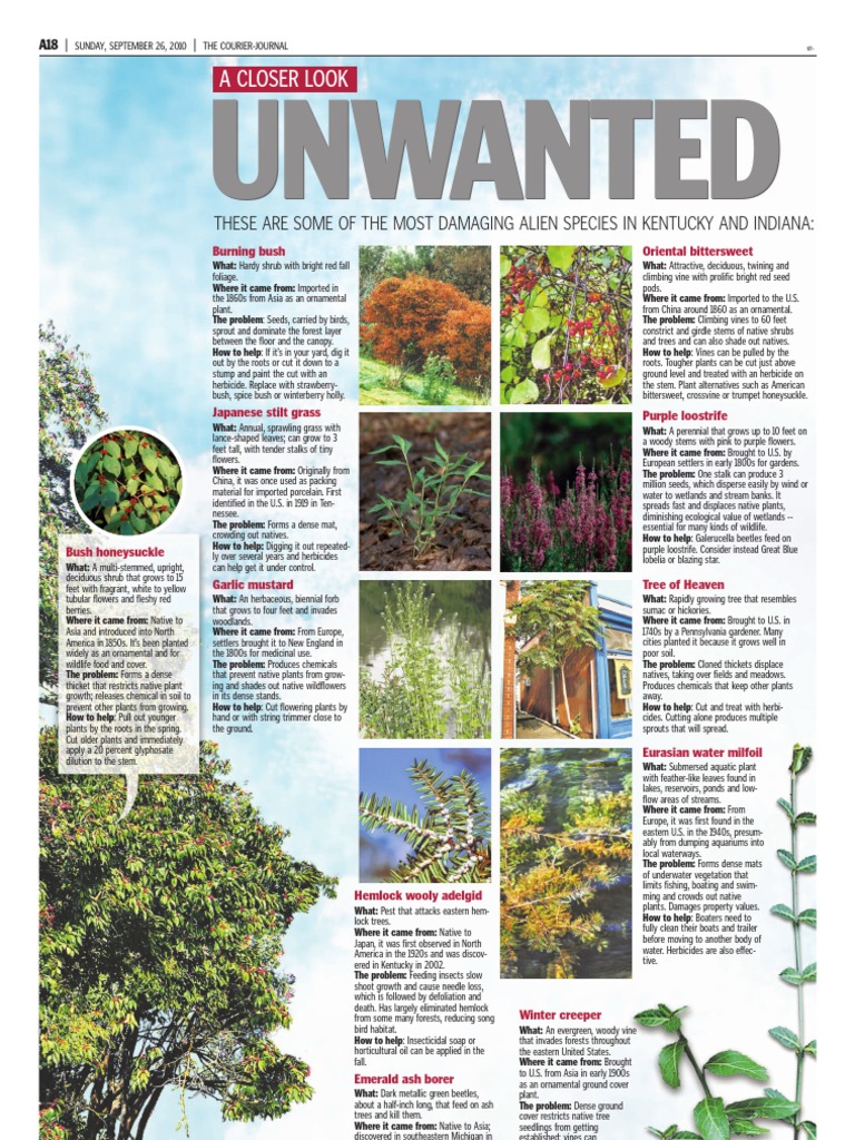 Alien Plants | PDF | Shrub | Plants
