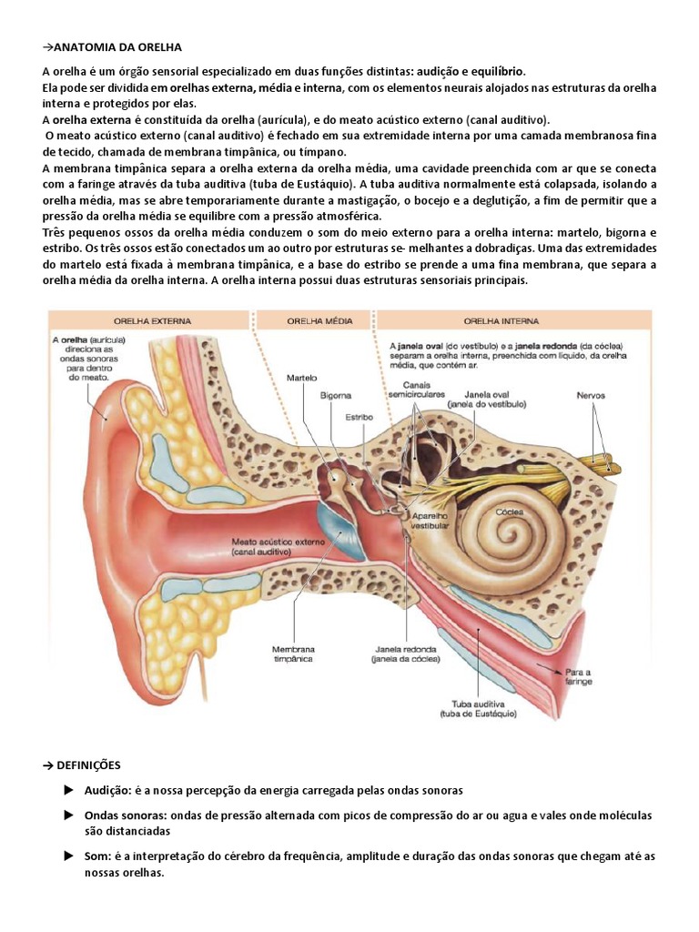 Anatomia Da Orelha | PDF
