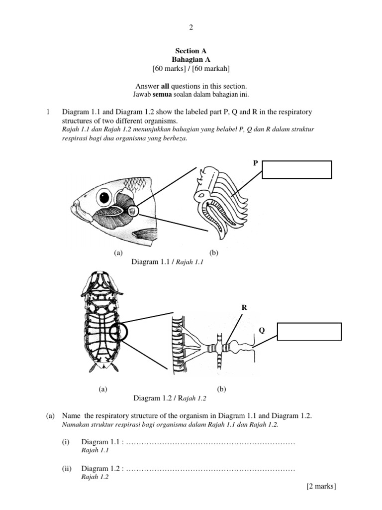 P2 Kedah Structure | PDF