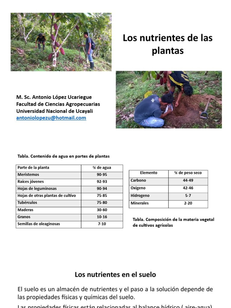 Los Nutrientes en Las Plantas | PDF | Nutrientes | Minerales