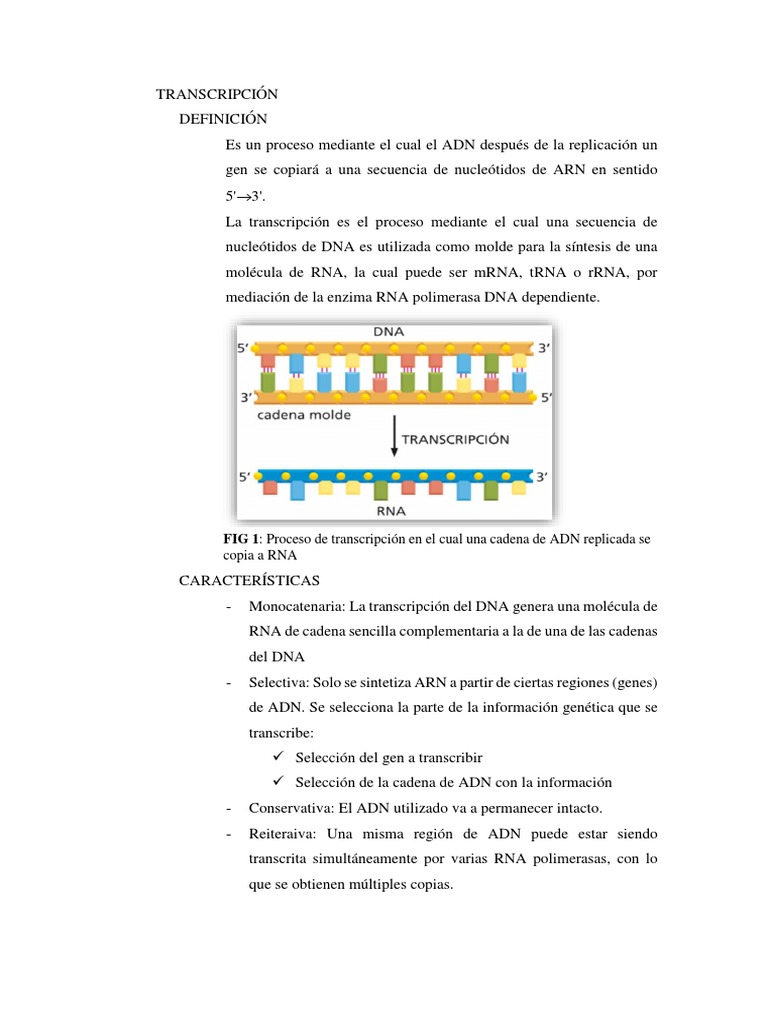 Transcripcion y Traduccion | PDF | Rna | Adn